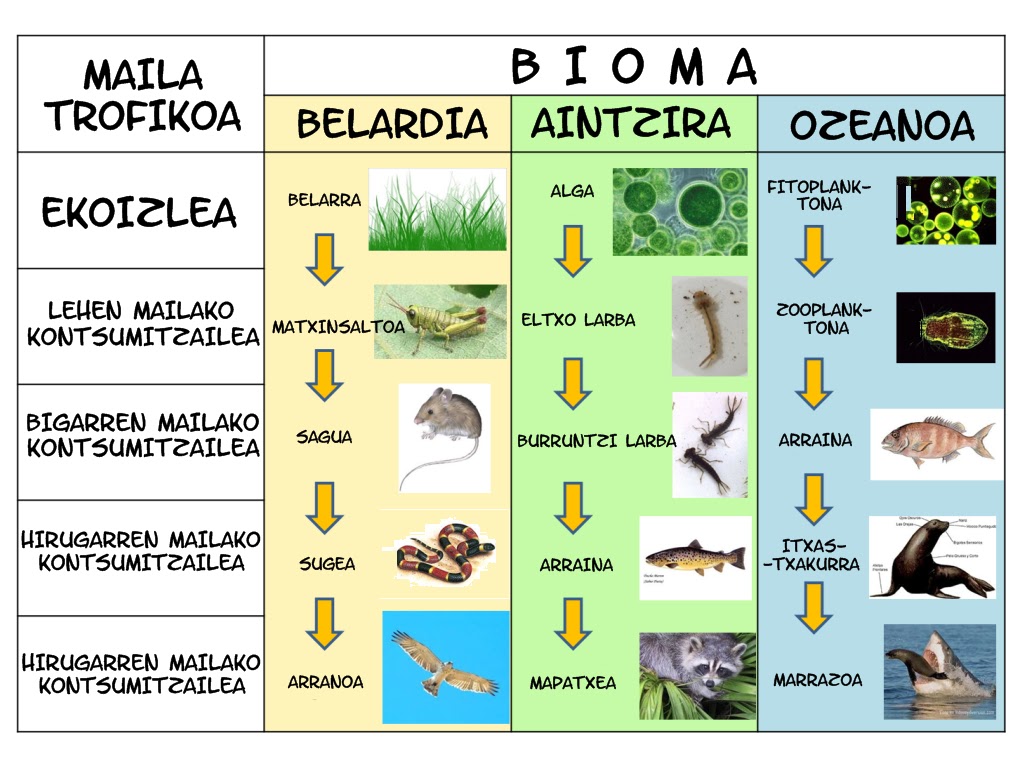 Bizirik gaude!: Maila trofikoak