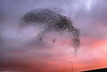 Get FuN Here: Amazing Bird Formations