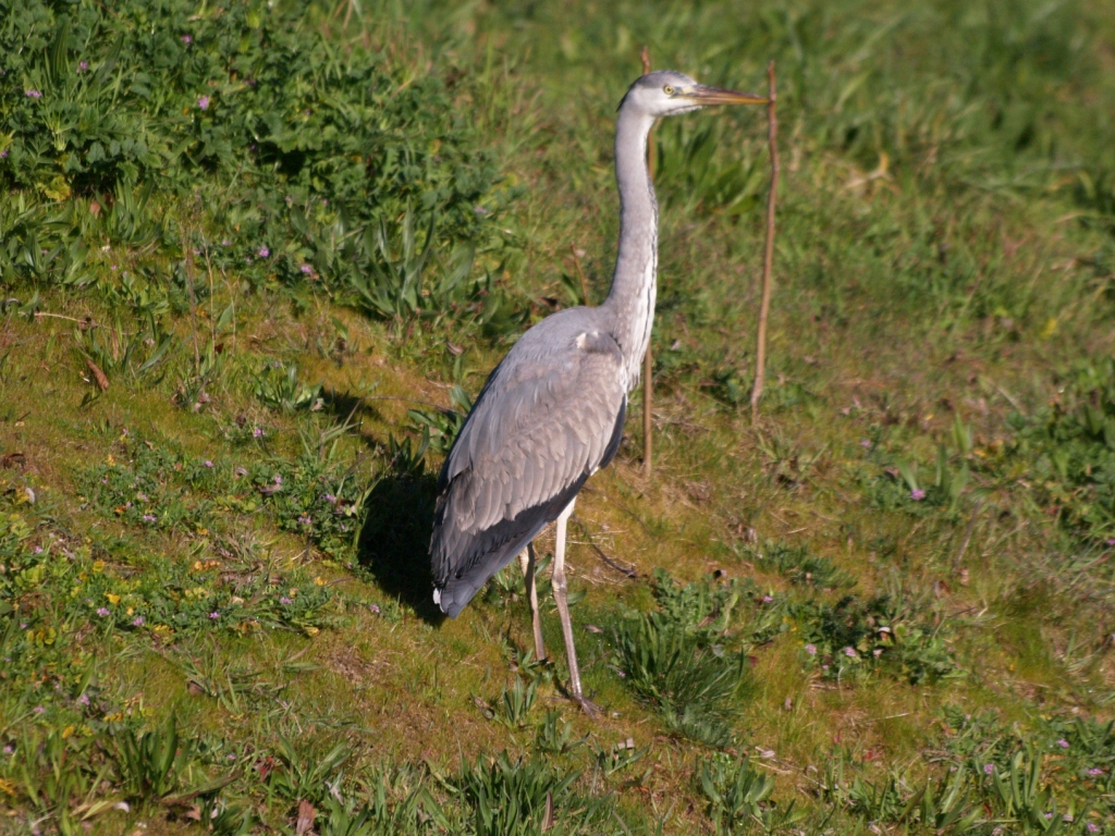 Fotografiando mi Mundo: La Garza Real. Ardea cinerea
