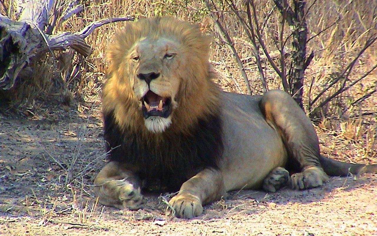 Image House | Latest Hd Wallpapers: Wild Lion is Roaring