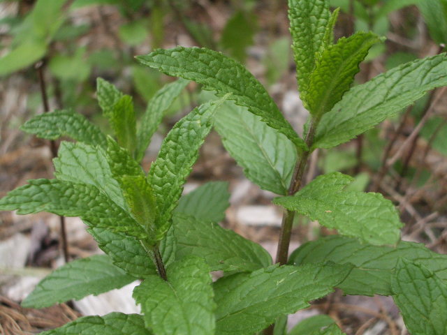 Go Green: Mint to Keep the Critters Away