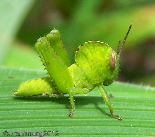 South African Photographs: Green Tree Locust (Abisares viridpennis)