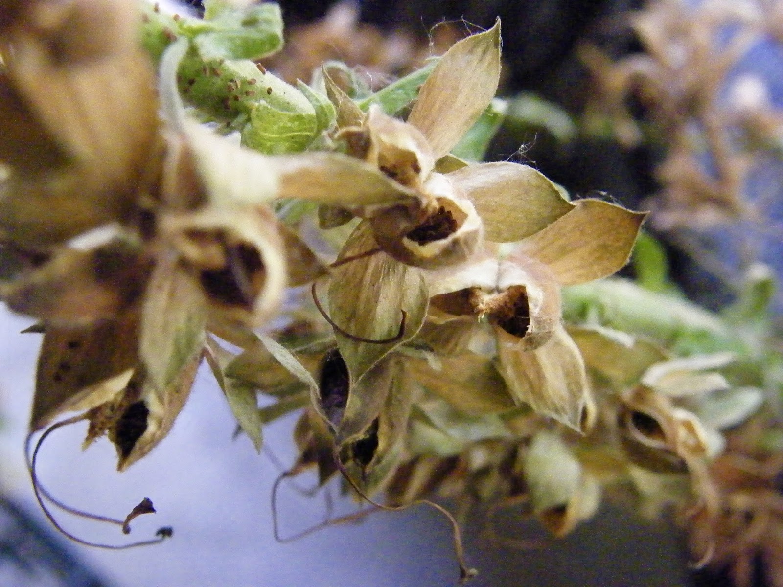 P O T A G E R: Saving and Sharing Flower Seeds From Your Garden