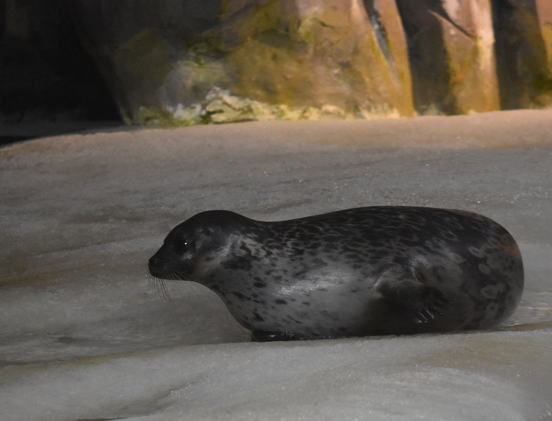 ZOOTOGRAFIANDO (6.096 ANIMALS): FOCA OCELADA / BALTIC SEAL (Pusa hispida)