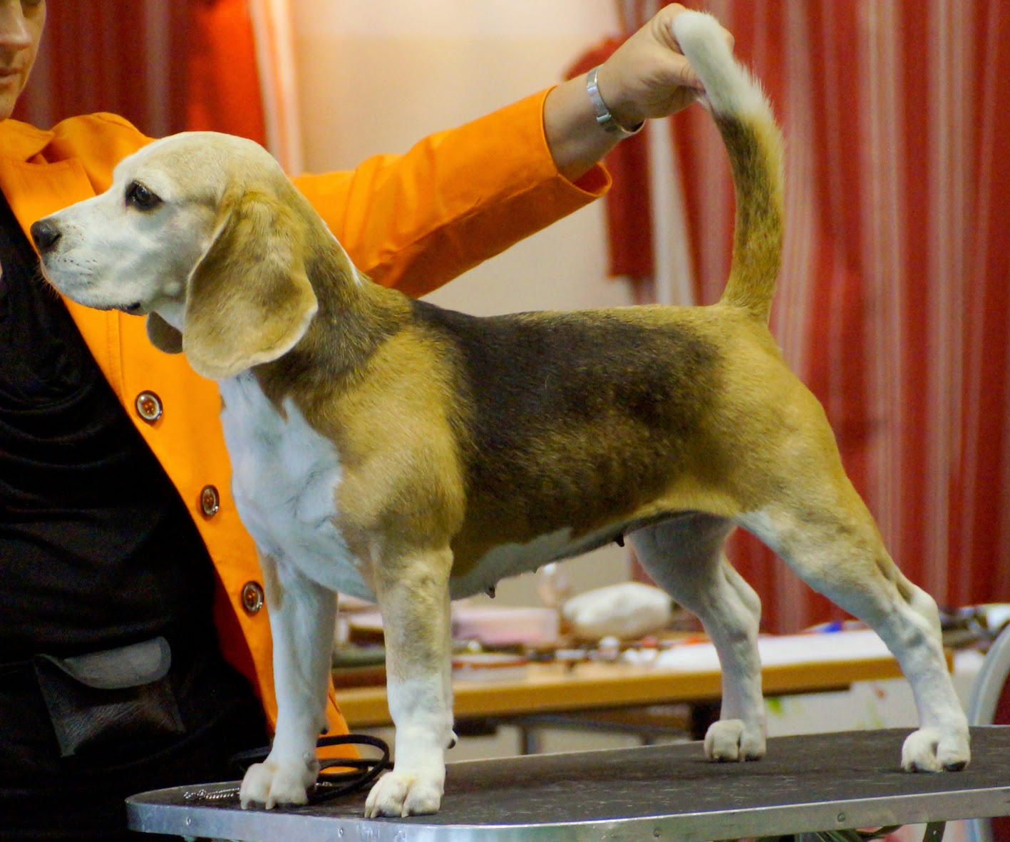 Beagles Made by Thurnmühle: Clubsiegerschau Austrian Beagle Club 2014