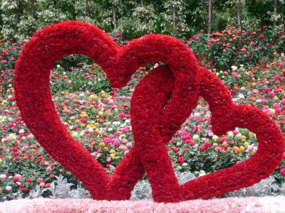 Sentosa Flowers - Exotic Travel Destination