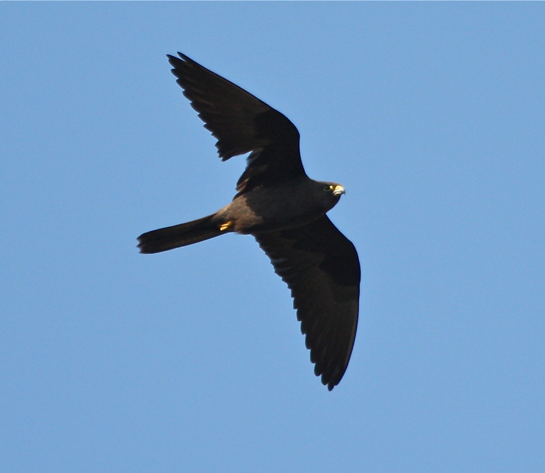 GGG: Halcón marino(fase oscura)