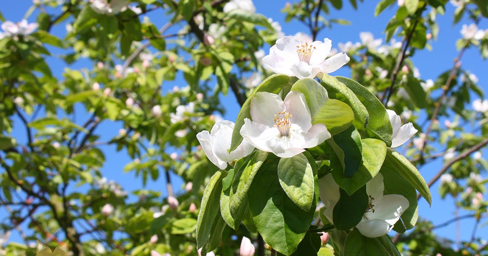 Membrillo - Quince Tree