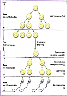 - Cousas de Bioloxía -: Formación dos gametos