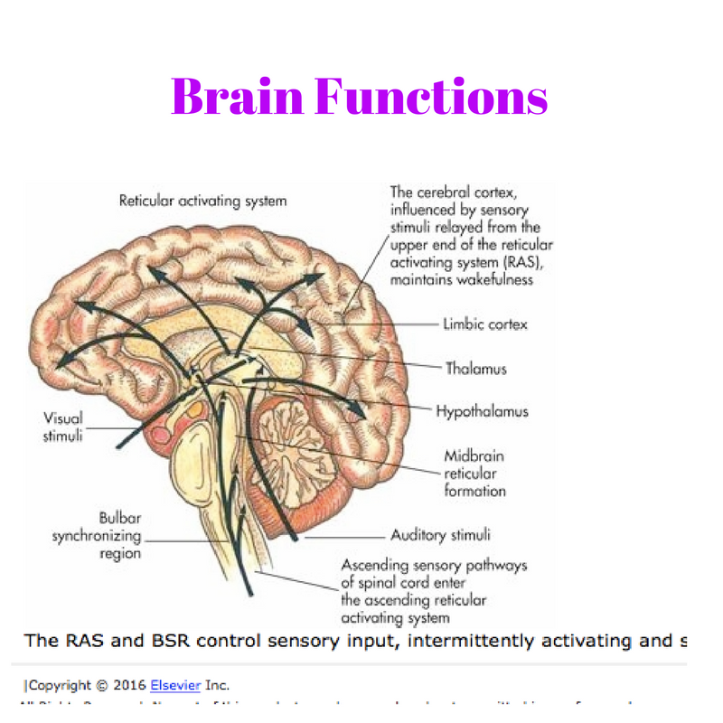 AttachedtoNursing: A&P~Brain Functions