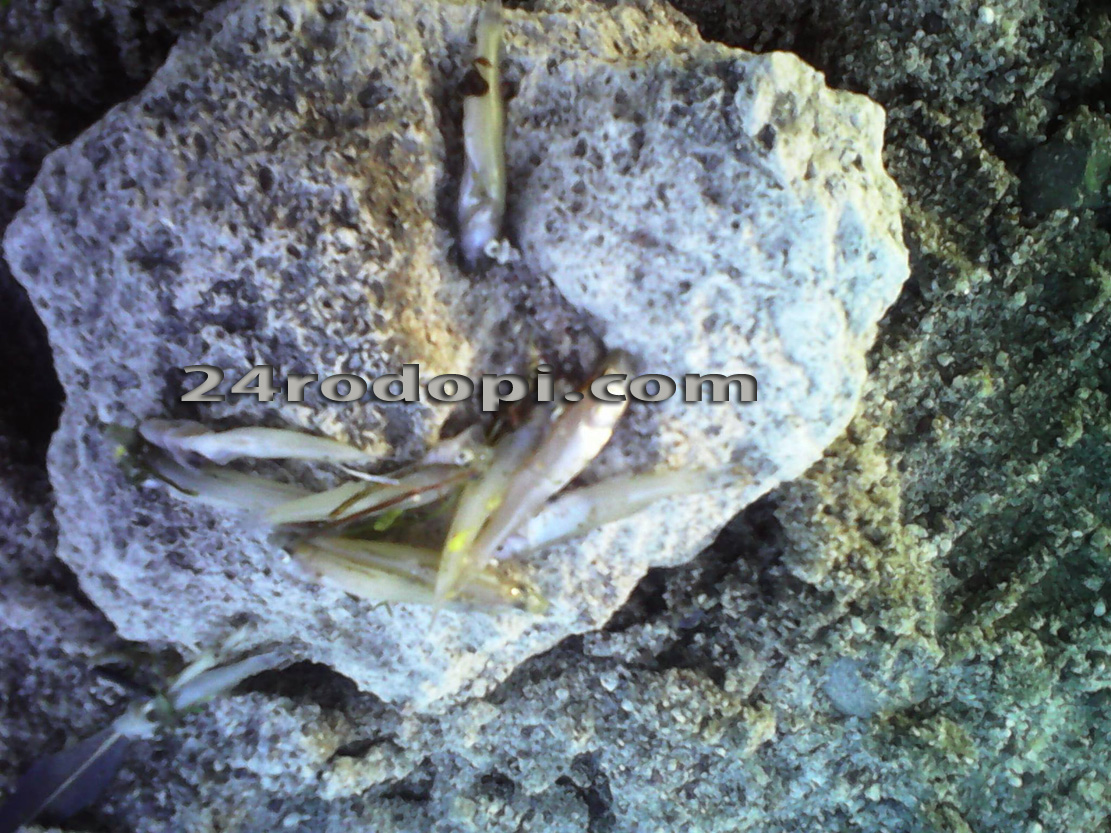 Първо в 24rodopi.com: Екокатастрофа в яз. „Студен кладенец“: Водата ...