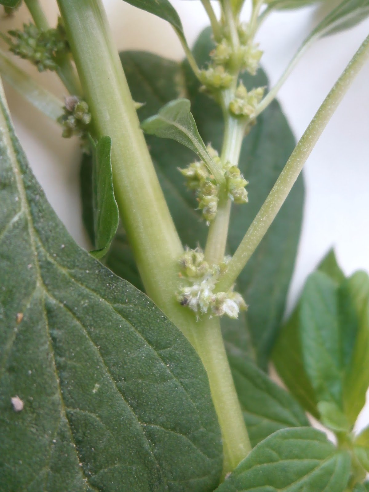 HERBARIO VIRTUAL DE BANYERES DE MARIOLA Y ALICANTE: Amaranthus blitum ...