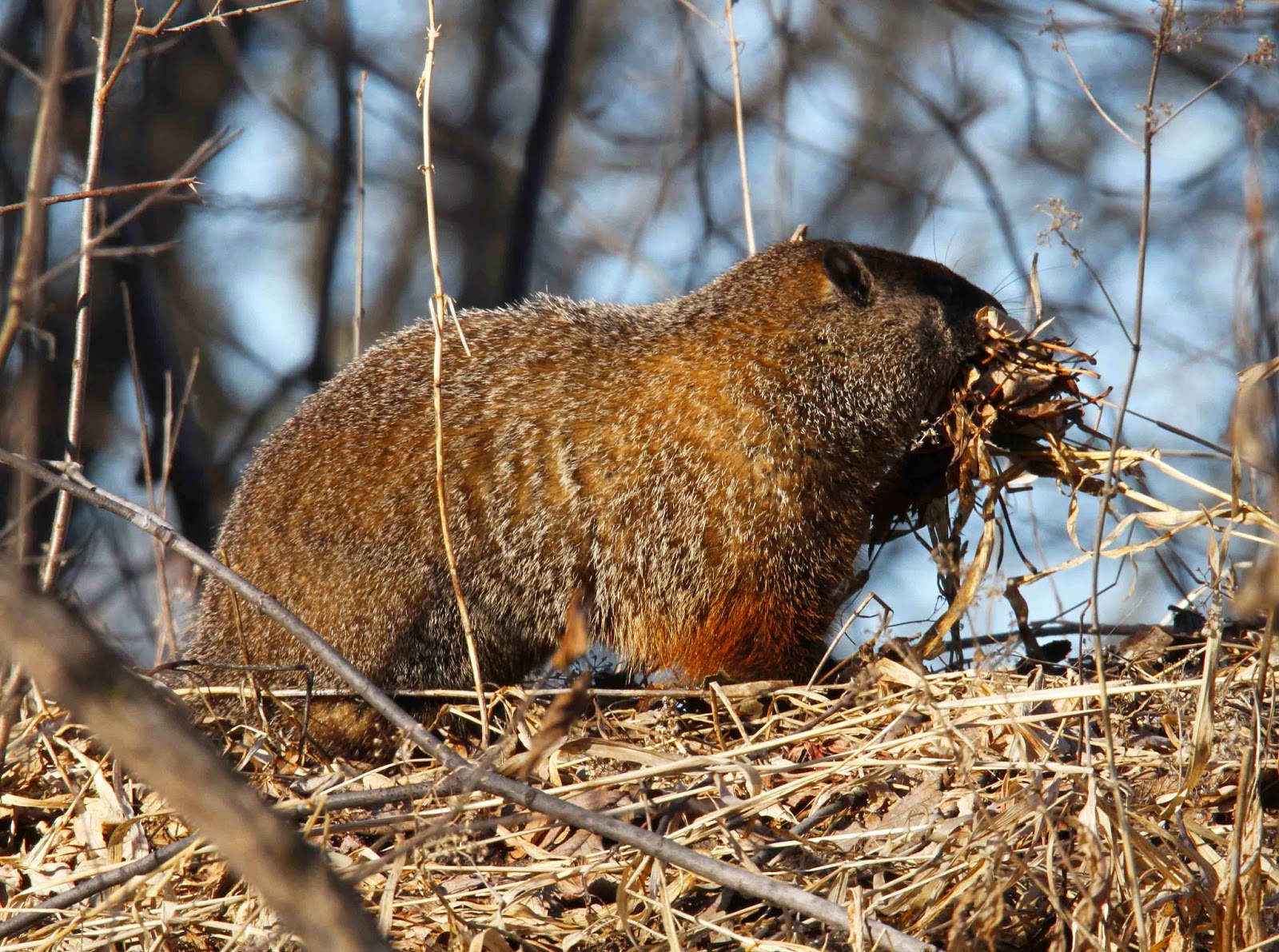 All of Nature: Groundhog Collects Nesting Material