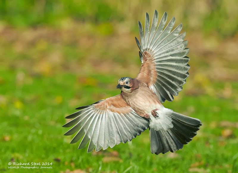 Wildlife Photographic Journals: More Flying Corvids