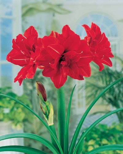Amaryllis Red-Lion flower bulb (Hippeastrum ) Amaryllis Flowers ...