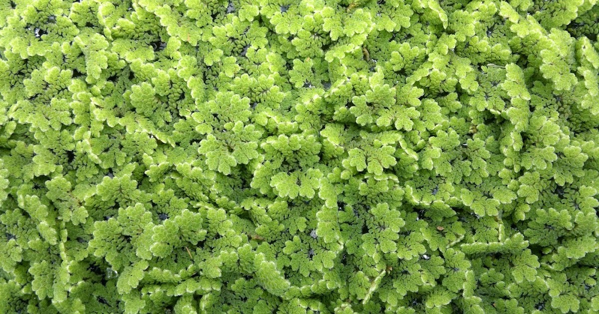 azolla seeds for sale-அசோலா விதை விற்பனை: அசோலா பற்றி அறிந்துகொள்வோம்