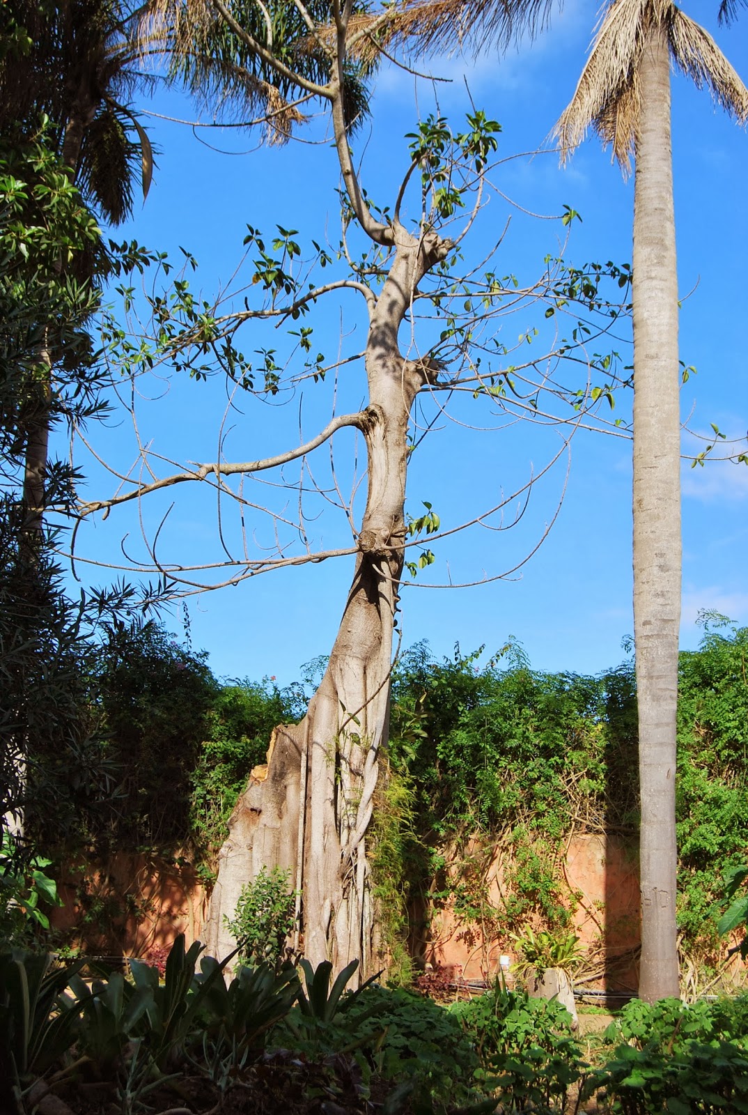 Le Grand Bazaar: Les Jardins Exotiques de Bouknadel... ou la journée ...