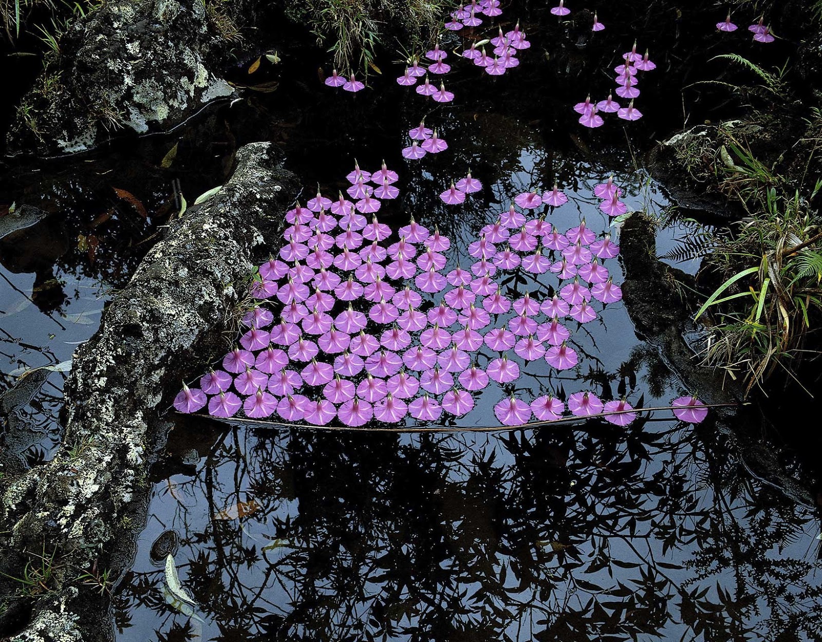 ::B L O G H I S T A P E R C A S O::: Nils Udo :: Nature Art