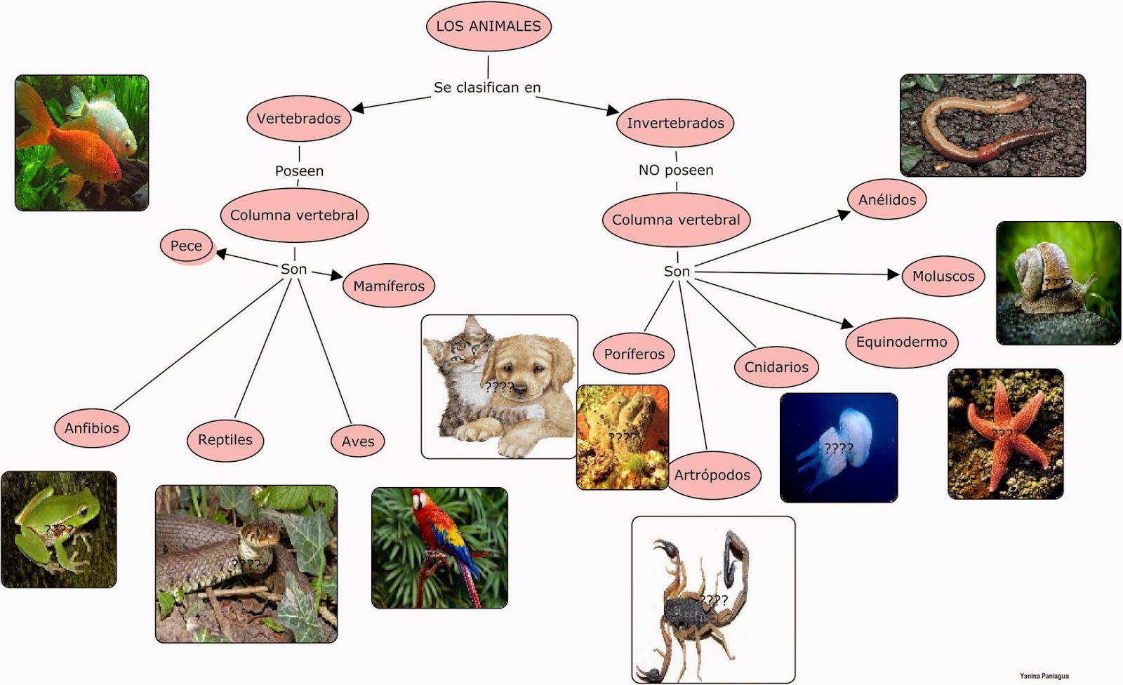50 Mapa Conceptual De Los Animales Vertebrados Png Maesta Kulturaupice - Free Power Point ...