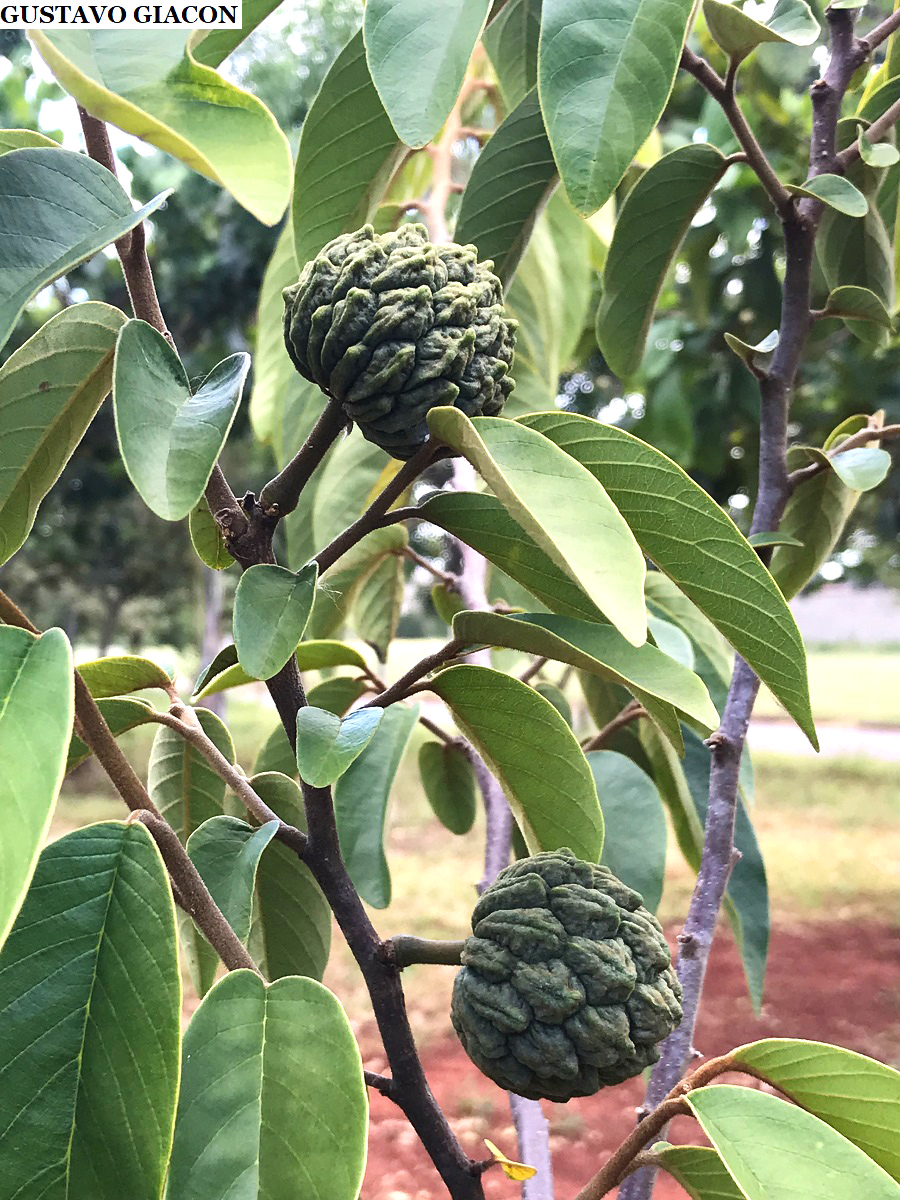 Viveiro Ciprest - Plantas Nativas e Exóticas: Araticum do Mato ou do ...