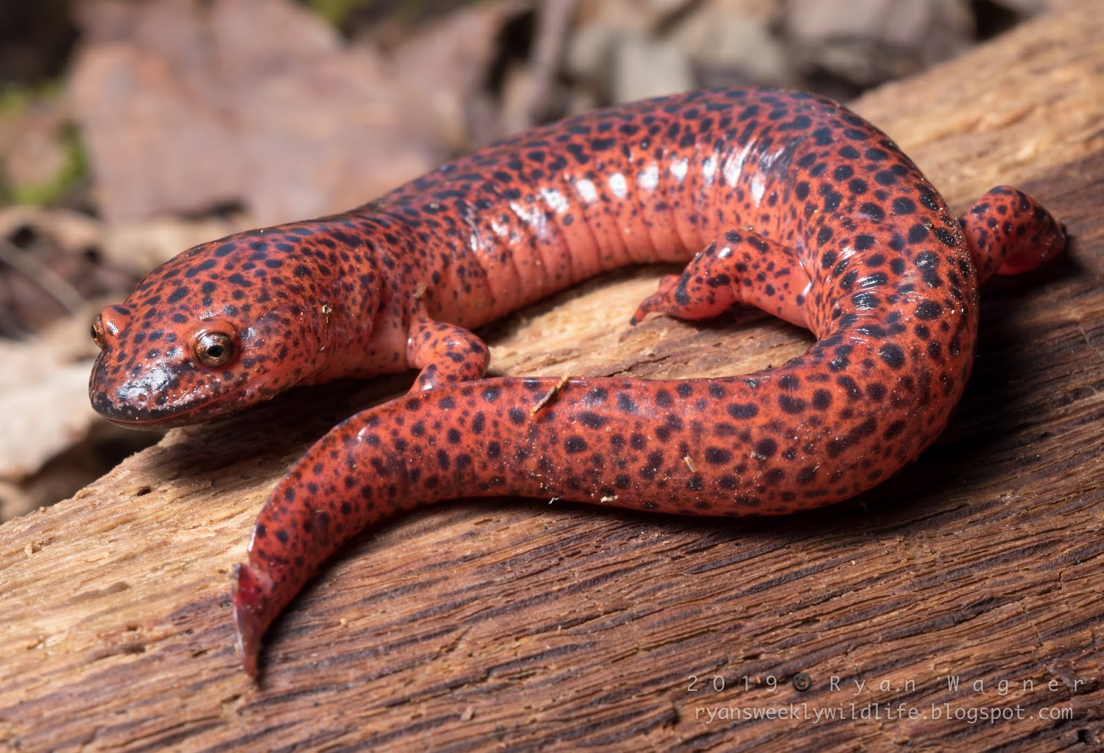 Field Life: The Salamander Trifecta