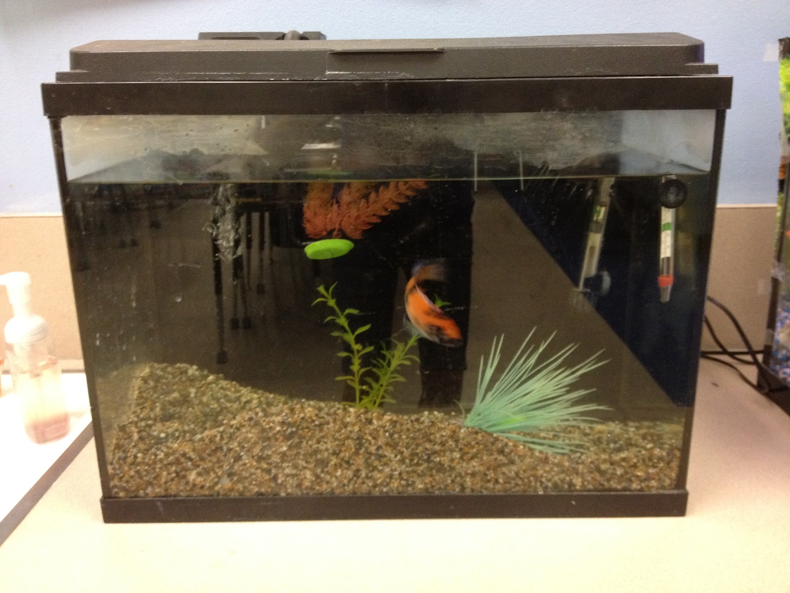 Best Fish For Classroom Pet at Antonio Christie blog