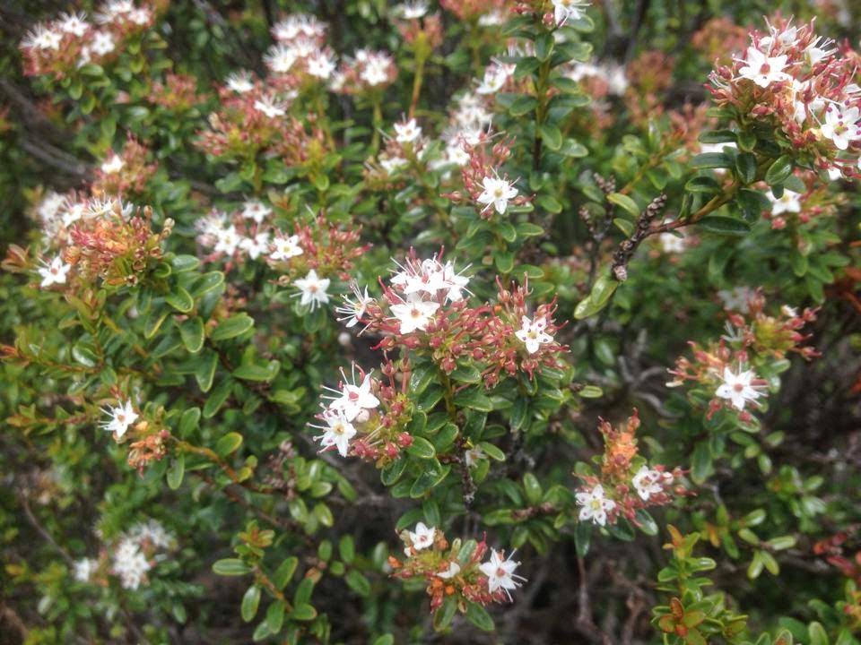 SAPS-NCGA: Panthertown Valley hike with Dan Pittillo