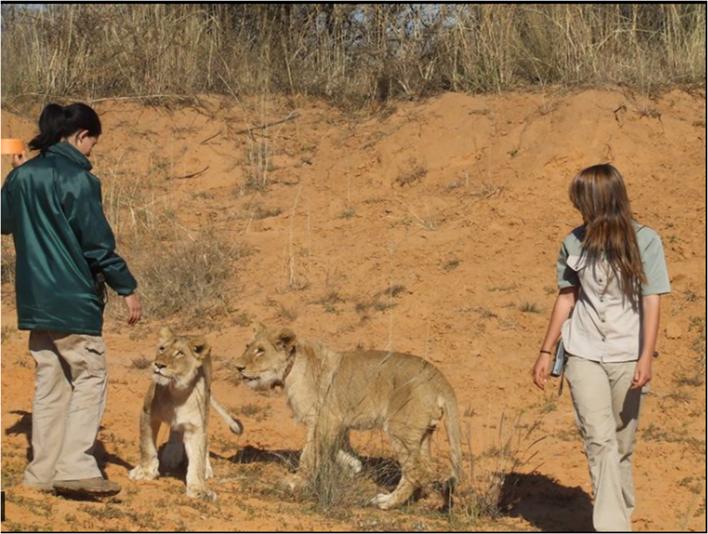 Monica nature conservation: Captive animal management level 4!!