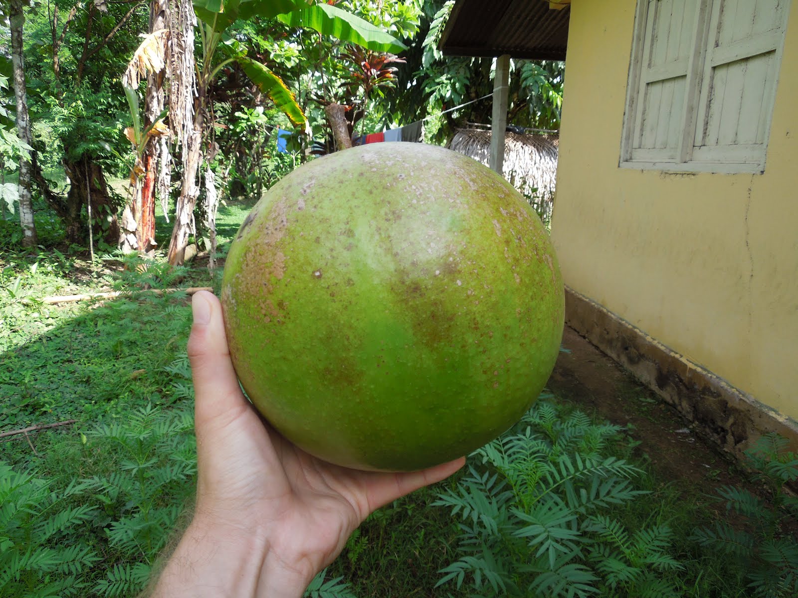 Feet on the Ground, Eyes to the Sky: ¡Totuma!