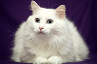 Ciencia y naturaleza: Angora