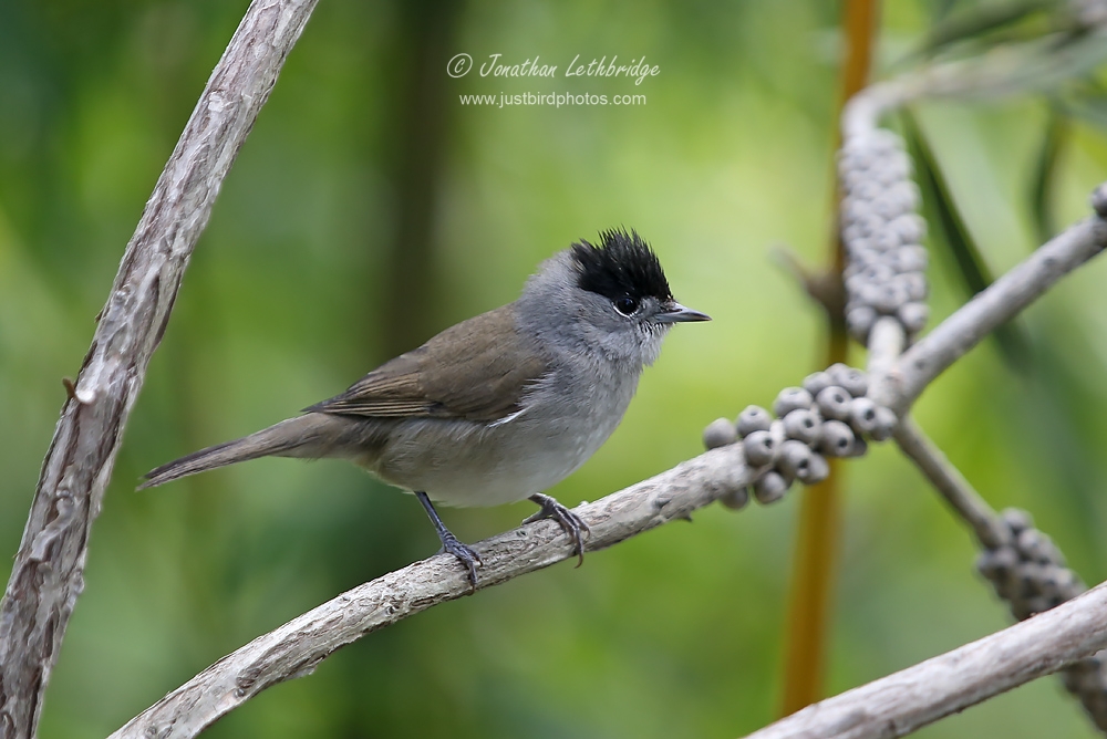 Wanstead Birder: A few Madeiran birds