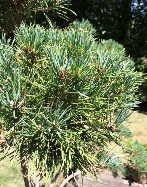 The Poodle Tree Experiment