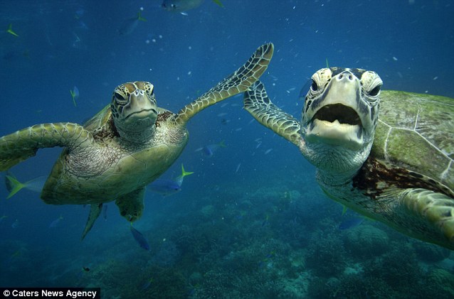 White Wolf : Incredible photos captures the moment a pair of green ...