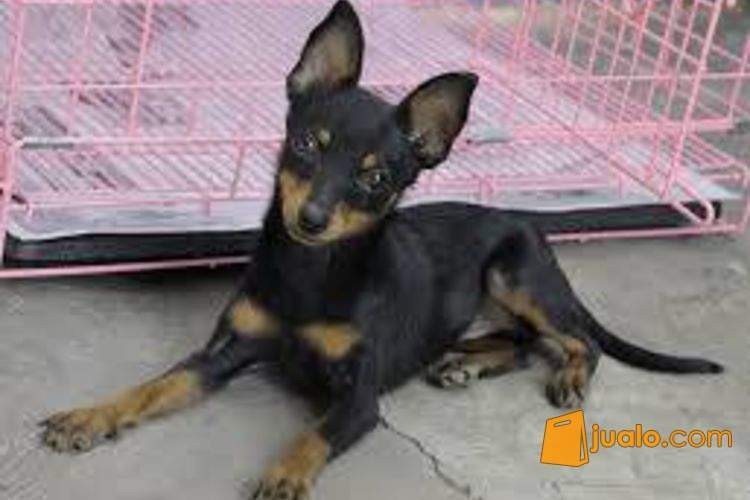 Jual Anak Anjing Mini Pinscher ~ Jual Anjing Berbagai Daerah
