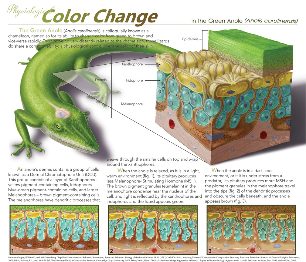 Species New to Science: [Infographic | Herpetology • 2013 ...