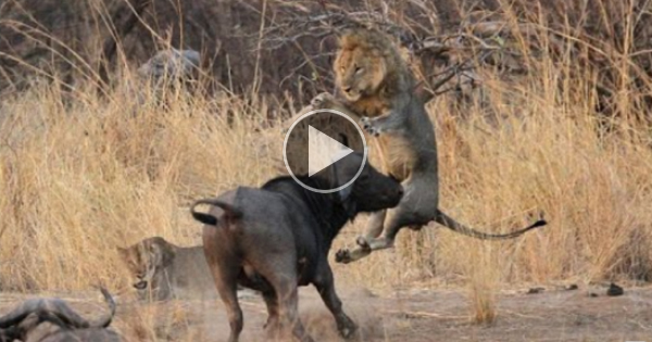 Bull VS Lion Amazing Fight