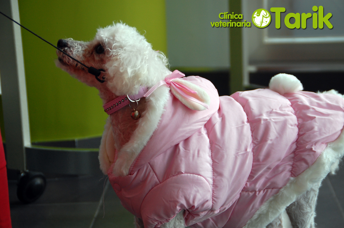 Clínica veterinaria Tarik: DESFILE DE MODA CANINA OTOÑO - INVIERNO II