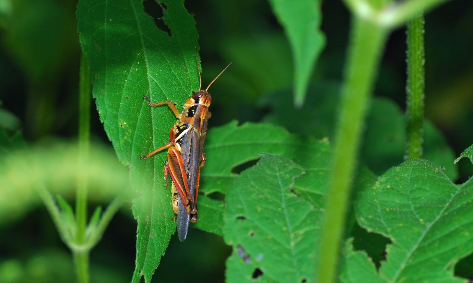 MObugs: Red-Legged Grasshopper