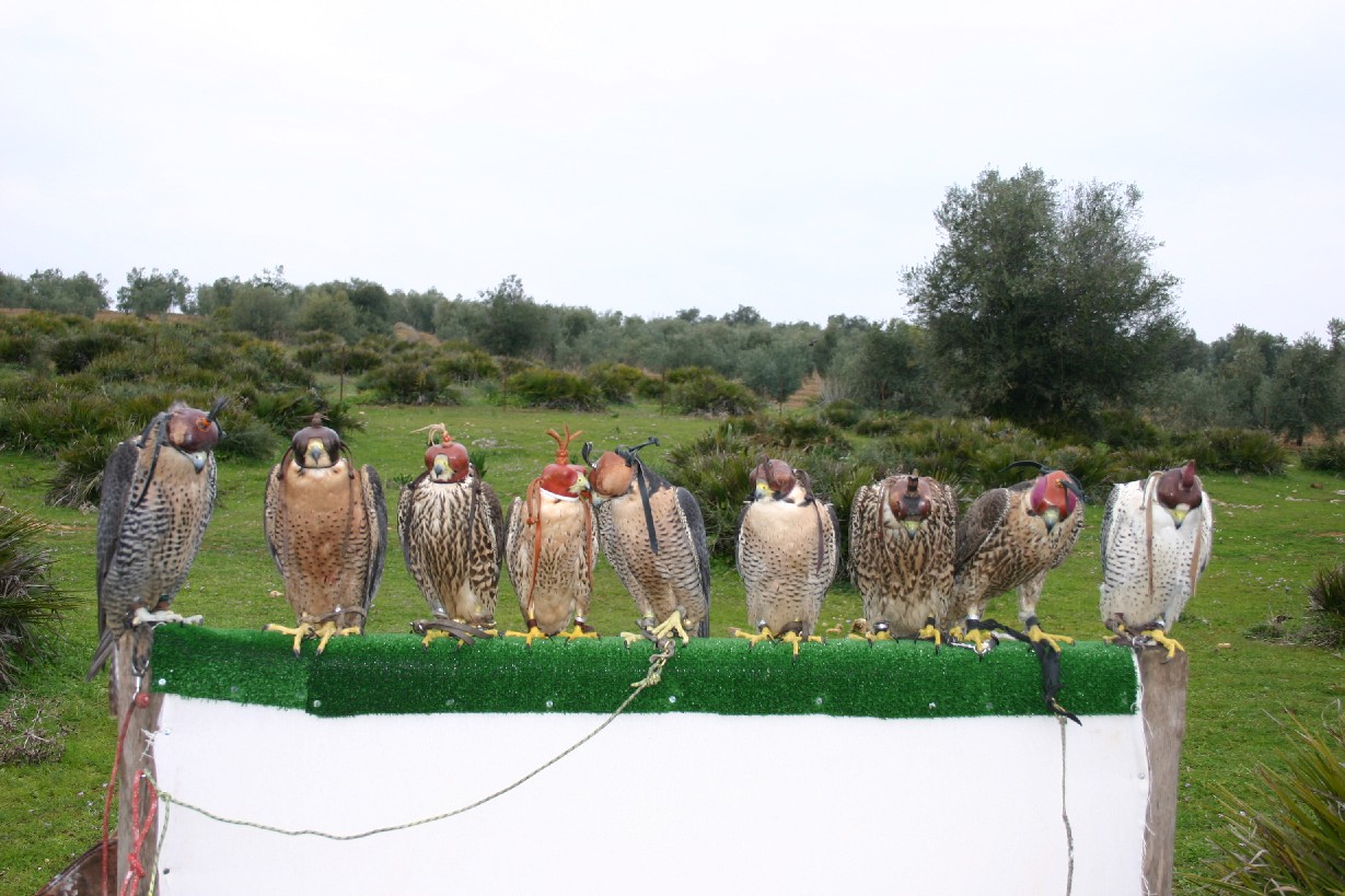 BH Hawking Club: Equipamentos Parte I