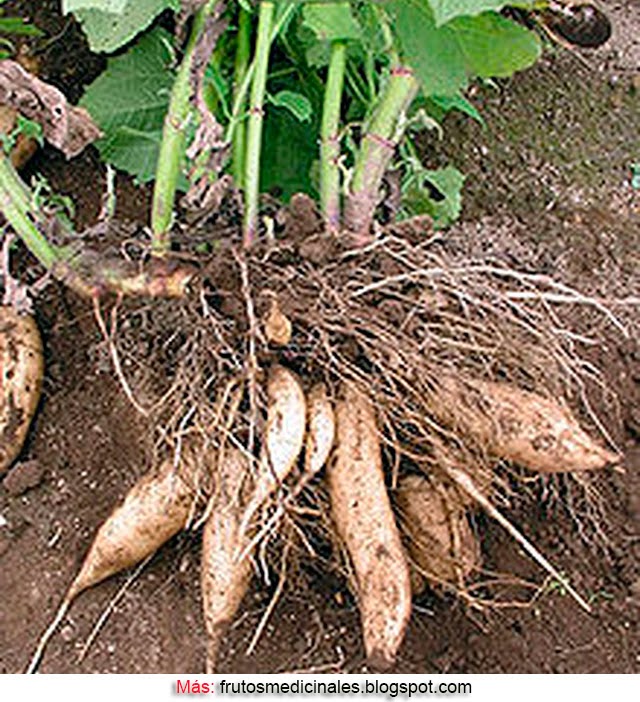 LOS BENEFICIOS Y PROPIEDADES DEL YACÓN : FRUTOS MEDICINALES PLANTAS Y ...