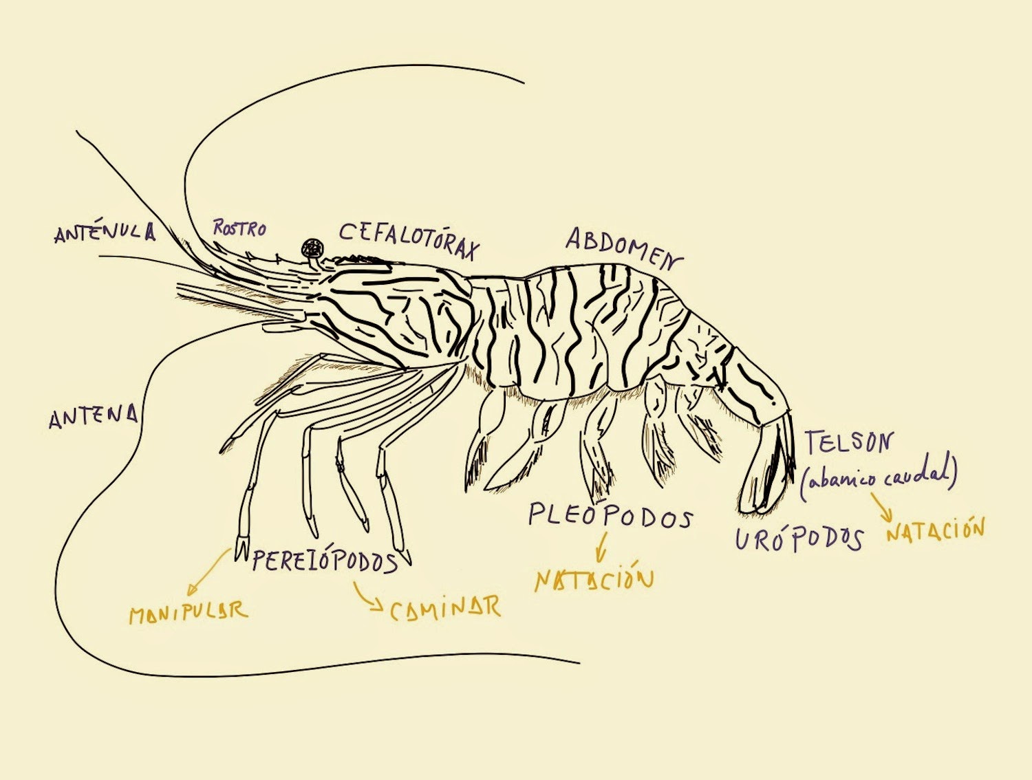 Rafael Microfauna Marina: Palaemon (Crustáceos: Decápodos)