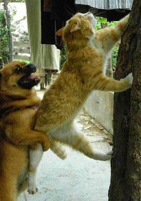 Top 10 Funny Animals Pictures Teamwork | Funny Collection World
