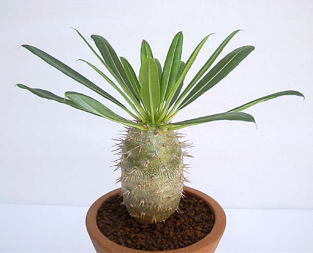 Plants: Pachypodium