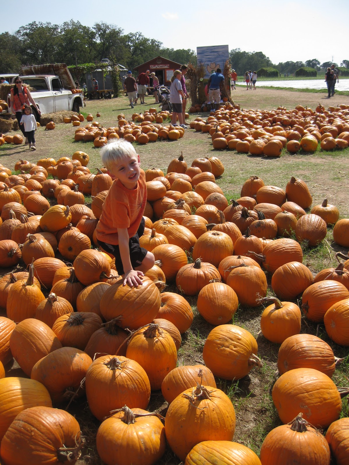 Keitha's Chaos: Sweet Berry Farm Pumpkin Patch
