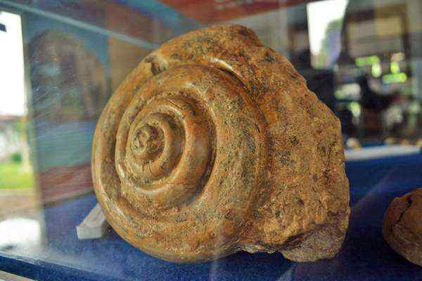 Everest GEO: PALEONTOLOGI