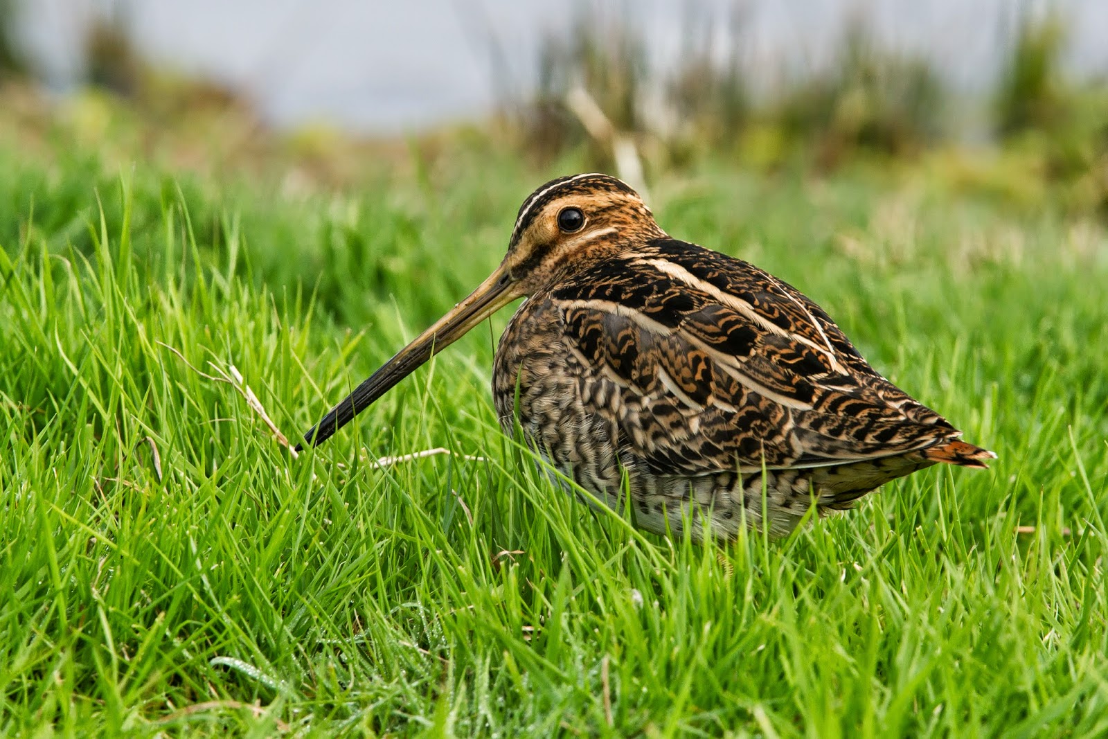 SNIPE BIRD photos - wallpapers | the fun bank