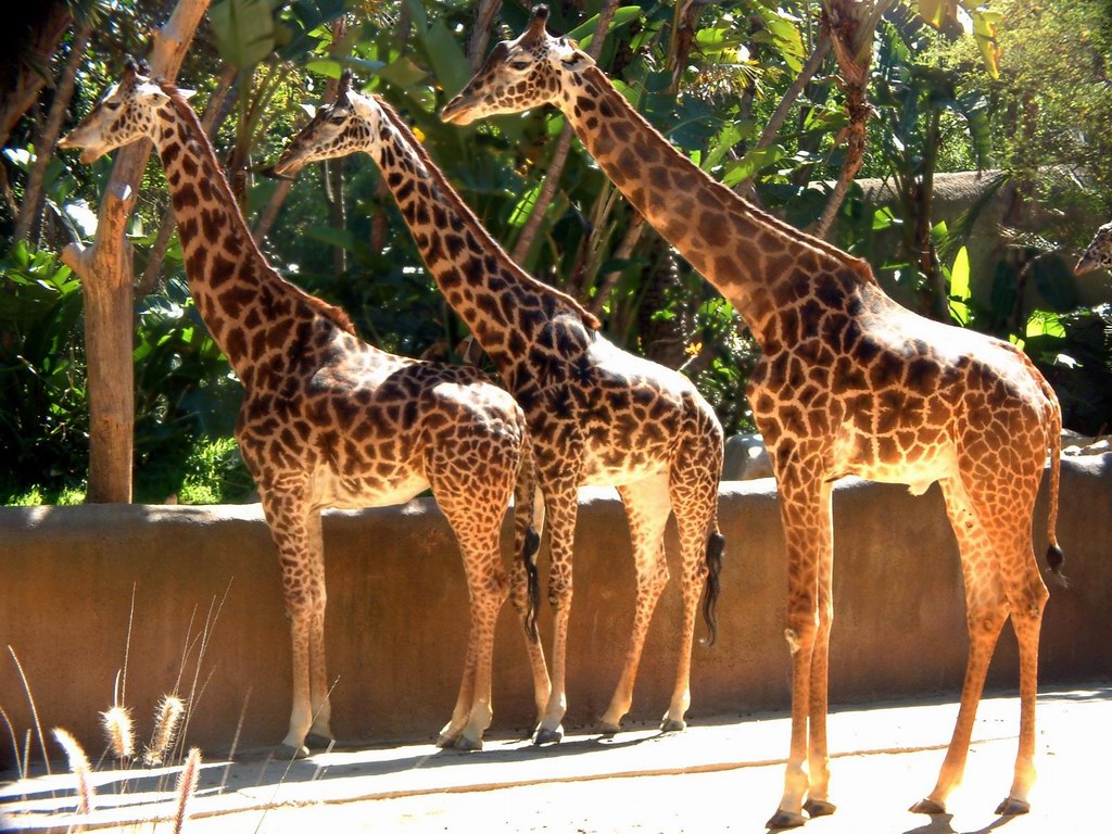 Alli's Alley: Wildlife Wednesday: Giraffe
