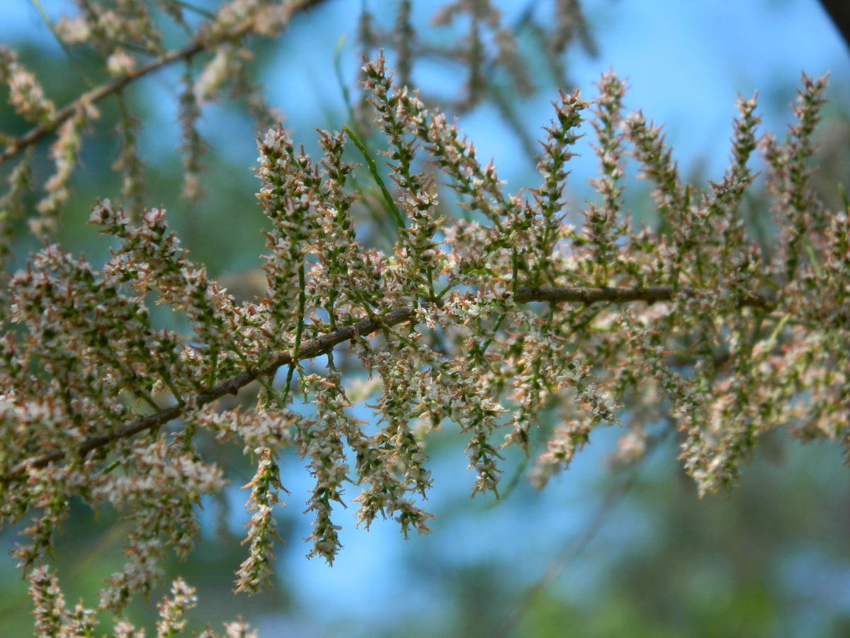 LA MULTI ANI, ROMANIA!: Tamarisc