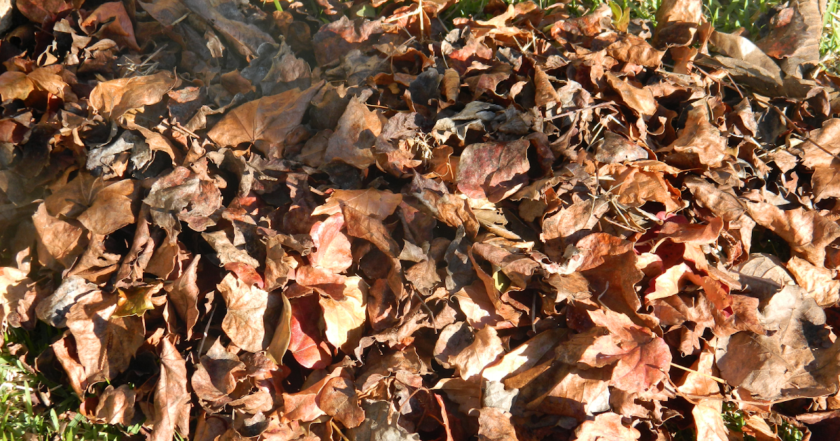 Mungo Verde: Como fazer compostagem somente de folhas secas