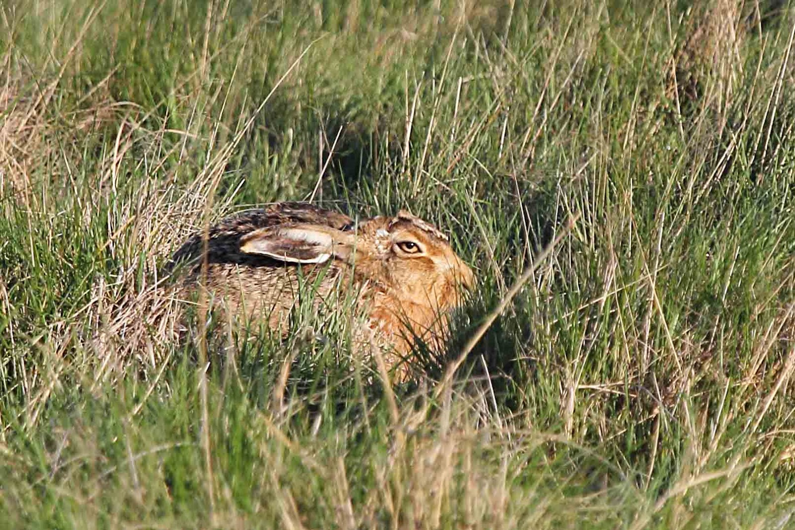 Darley Dale Wildlife: Brown Hare